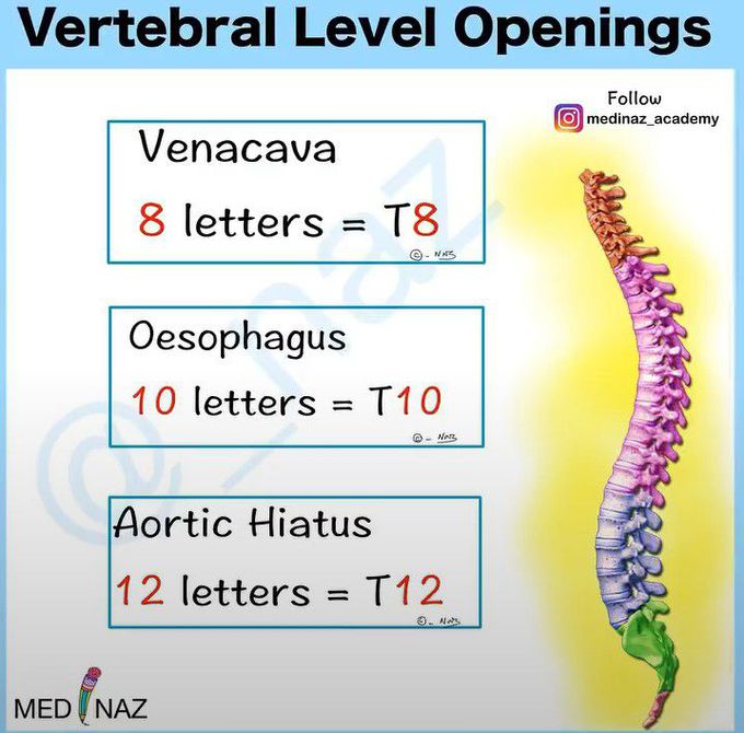 Vertebral level openings - MEDizzy