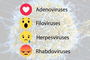 The Ebola virus belongs to which viral family? - MEDizzy