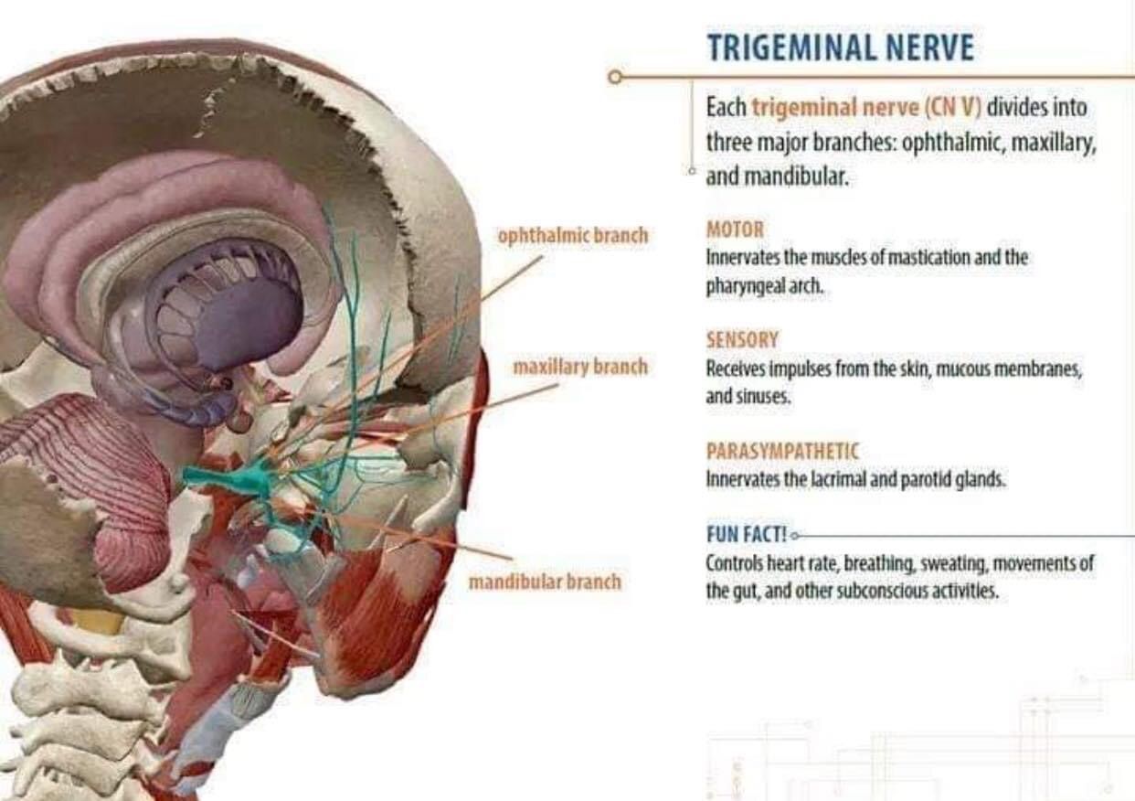 Trigeminal Nerve - MEDizzy