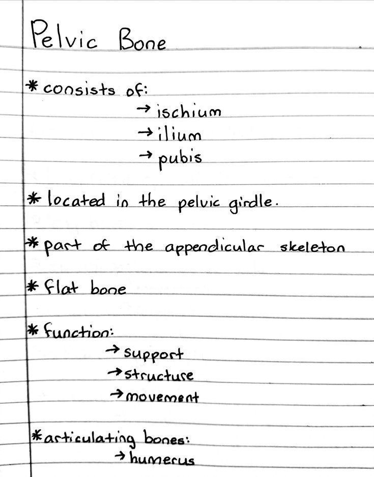 Pelvic bone - MEDizzy