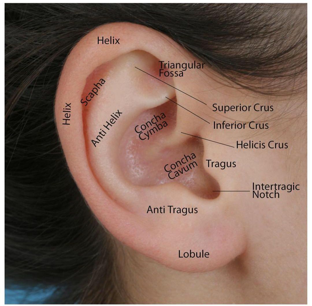 Parts Of The Outer Ear