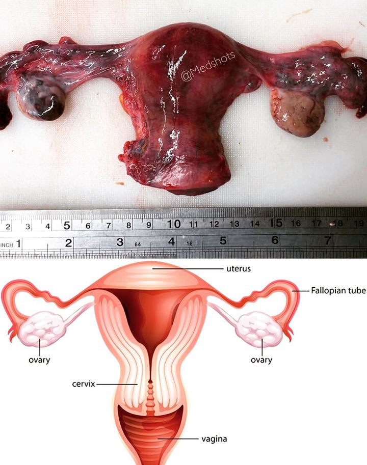 Know your organs right! - MEDizzy