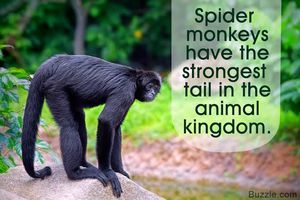 Monkey tail - MEDizzy