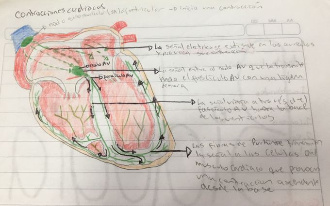 Drawing of a Heart - MEDizzy
