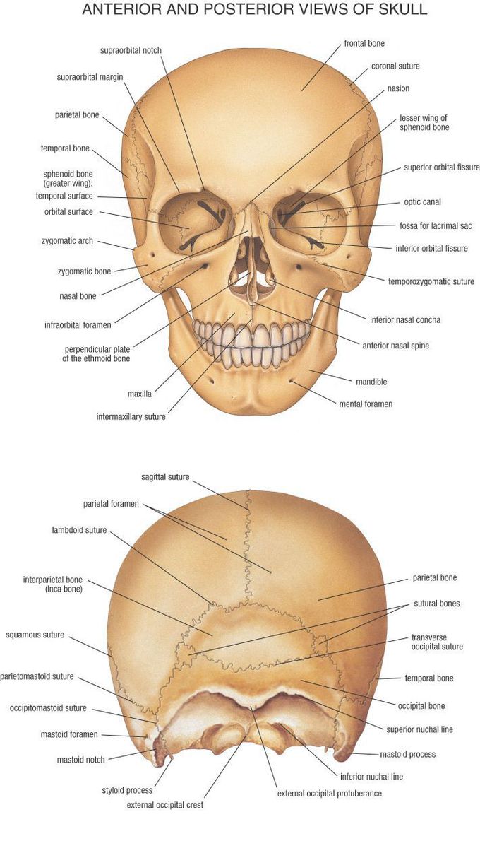 ANATOMY OF SKULL - MEDizzy