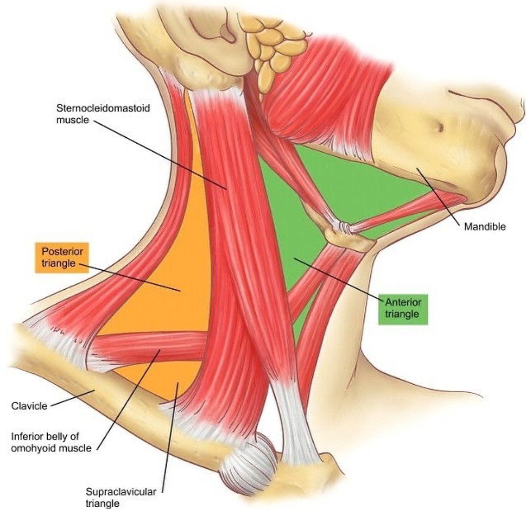 Sternocleidomastoid Muscle Anatomy