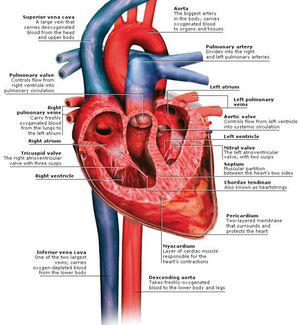 Anatomy of the heart - MEDizzy