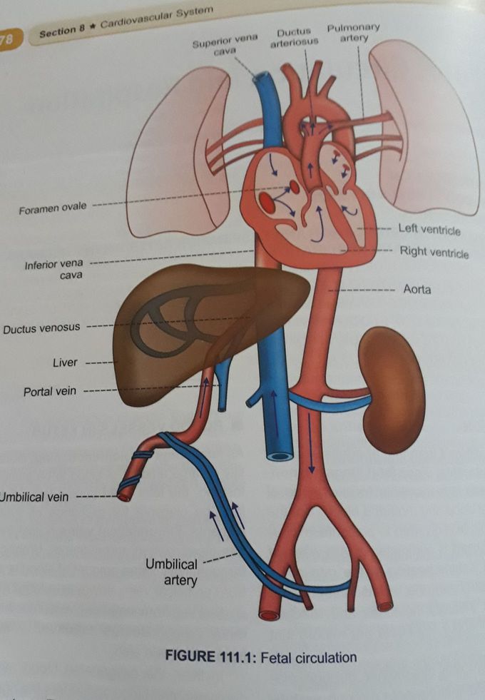 Fetal Circulation Model Labeled