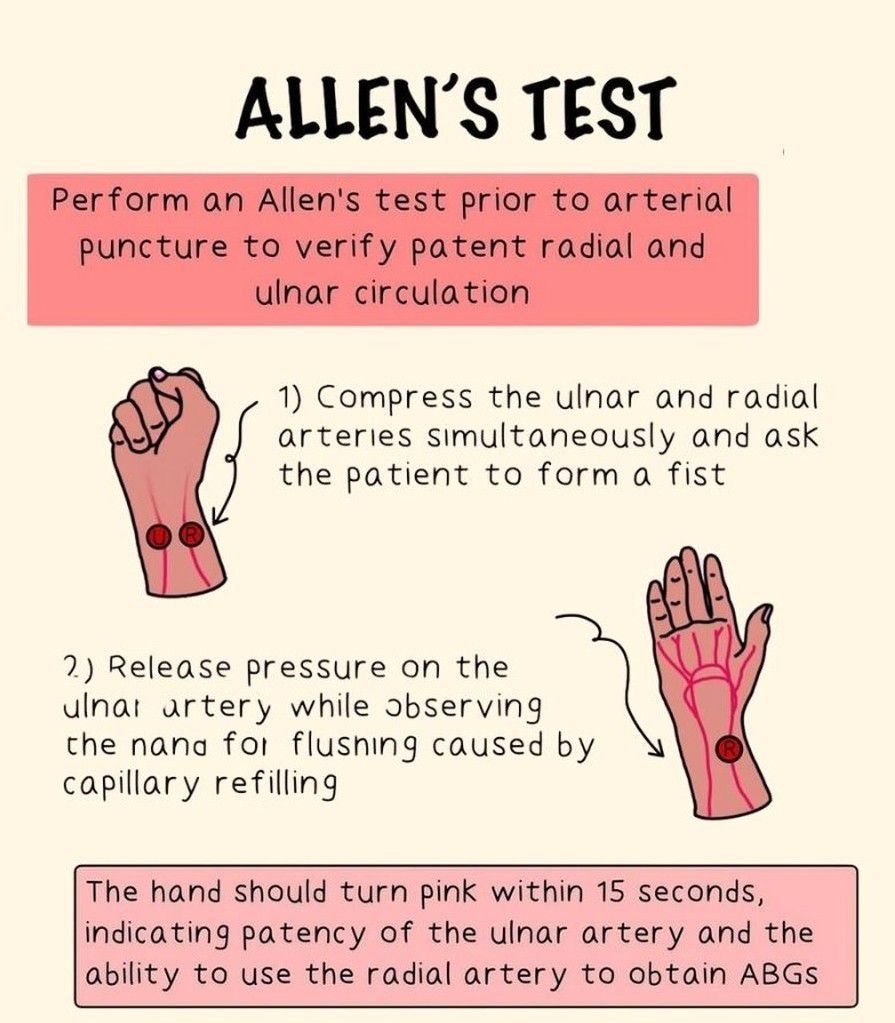 Allen Test Anatomy