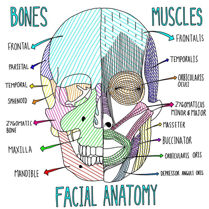 Facial Anatomy - Bones & Muscles - MEDizzy