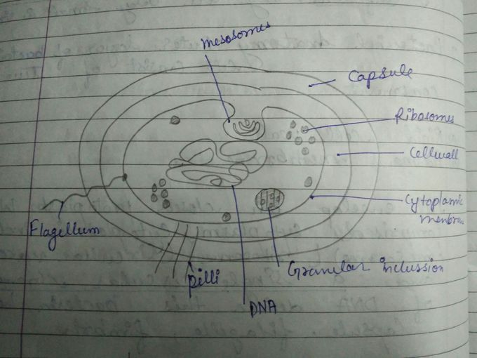 Bacterial cell - MEDizzy