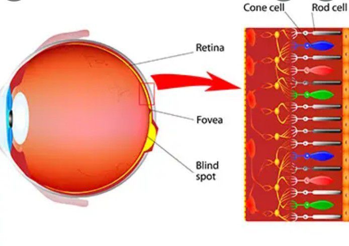 Rods And Cones Rods_and_cones #retina #rods #cones #rods #night_vision