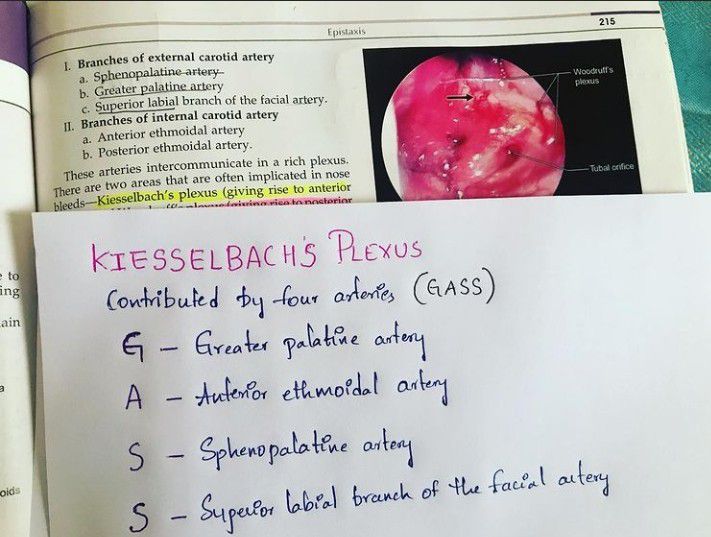 Kiesselbachs plexus - MEDizzy