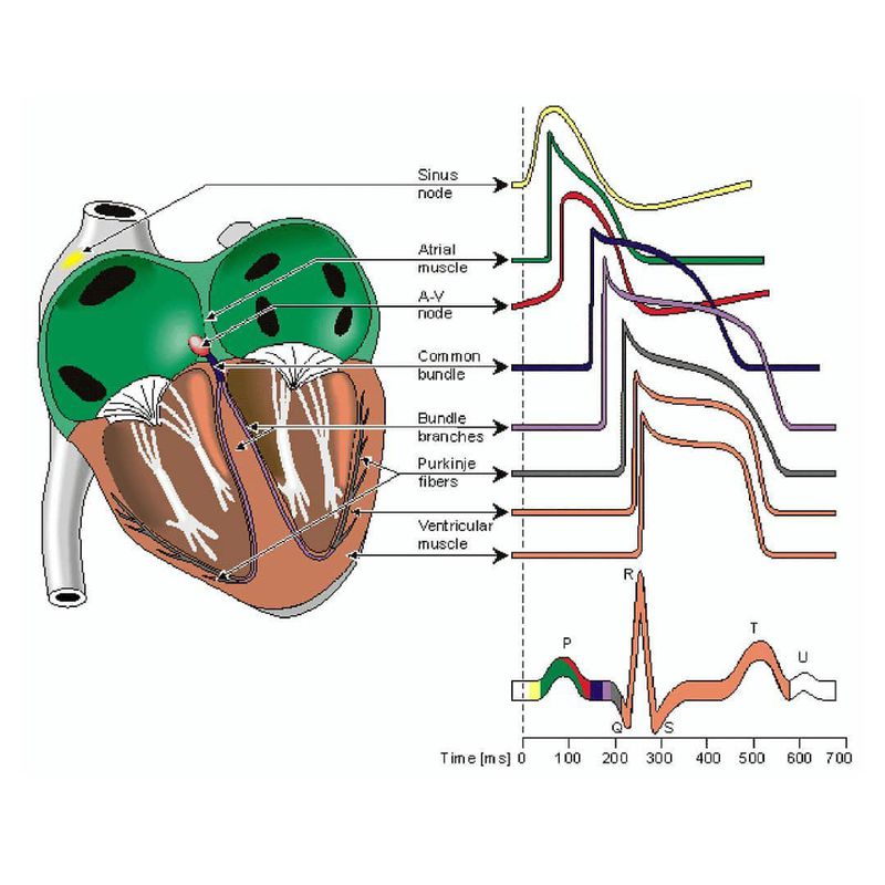 Heart General - MEDizzy