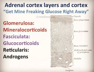 Adrenal Cortex Layers - MEDizzy