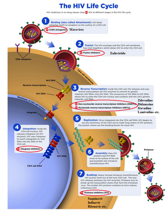 HIV life cycle - MEDizzy