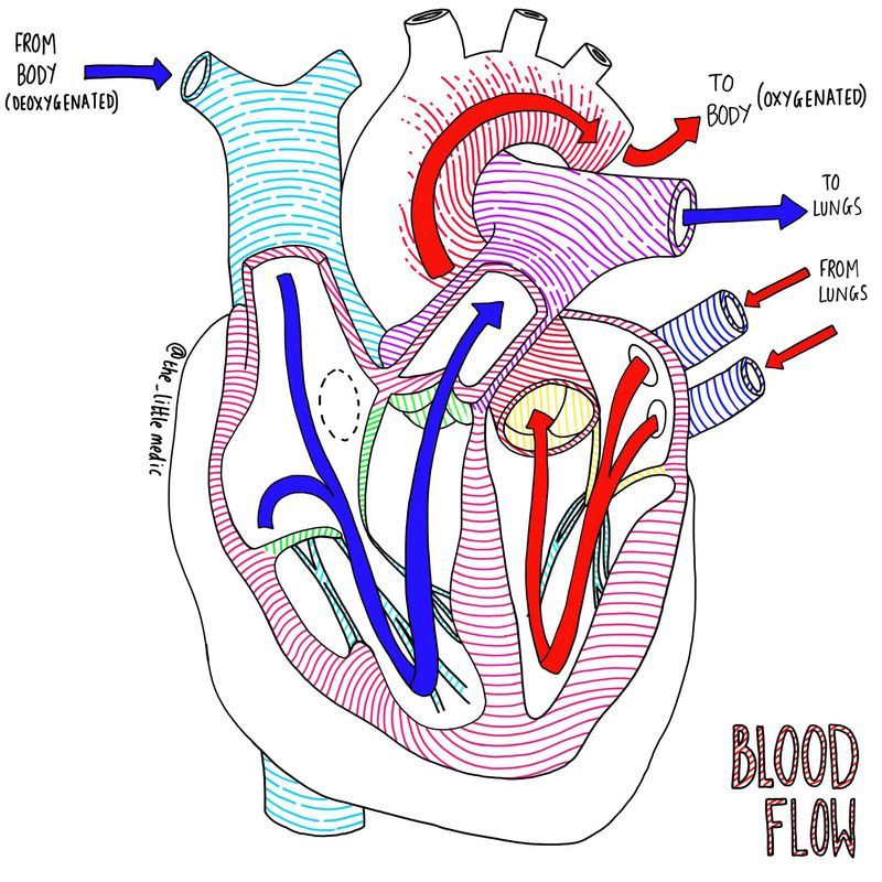 Heart Blood Flow Through The Blood Of Correct