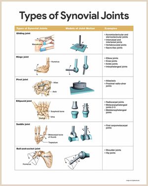 Types of joints - MEDizzy