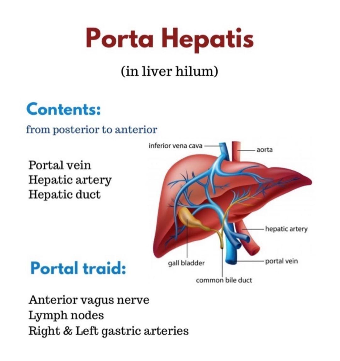 Porta Hepatis Lymph Nodes Periportal Lymph Node (arrow) In A Patient