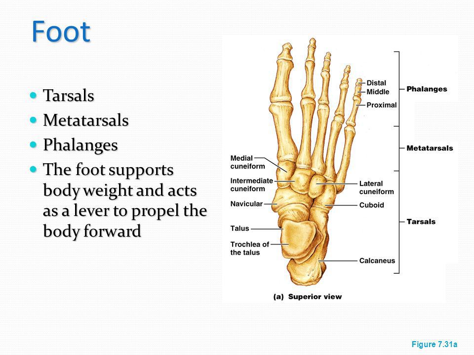 Tarsals Anatomy