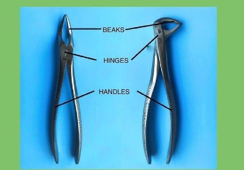Dental Forceps - MEDizzy