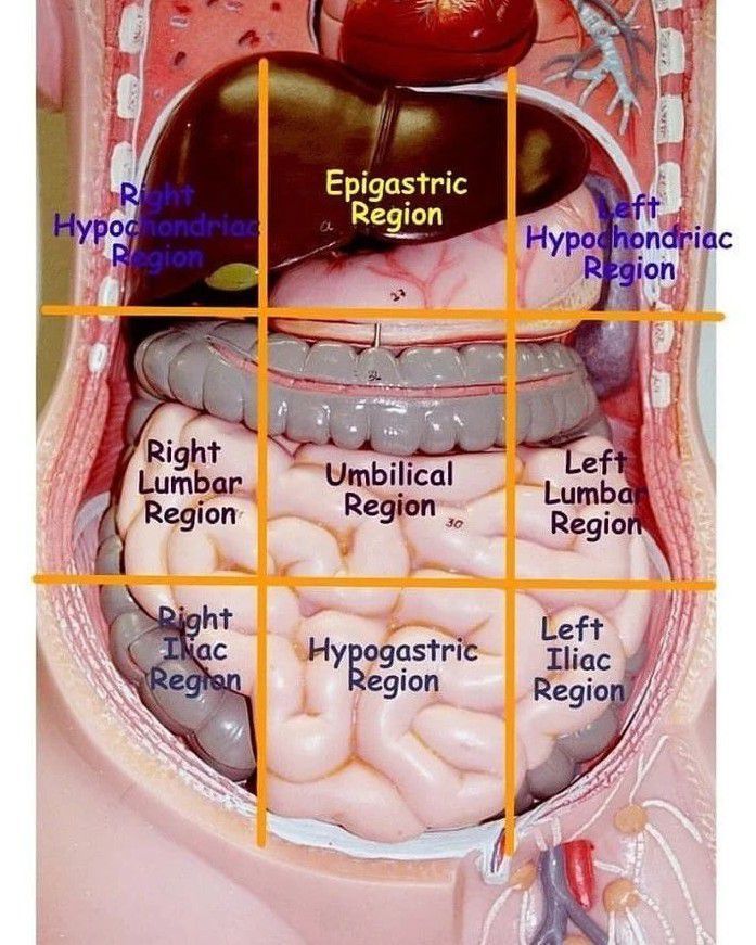 Quadrants of Abdomen - MEDizzy