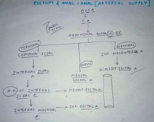 Rectum & Anal Canal ( Arterial Supply ) - MEDizzy