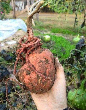 Heart shaped Root - MEDizzy