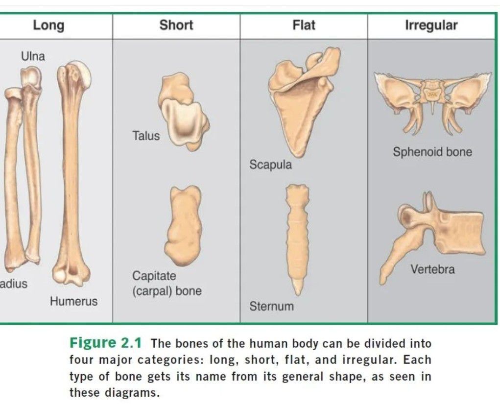 Types Of Bone Shapes