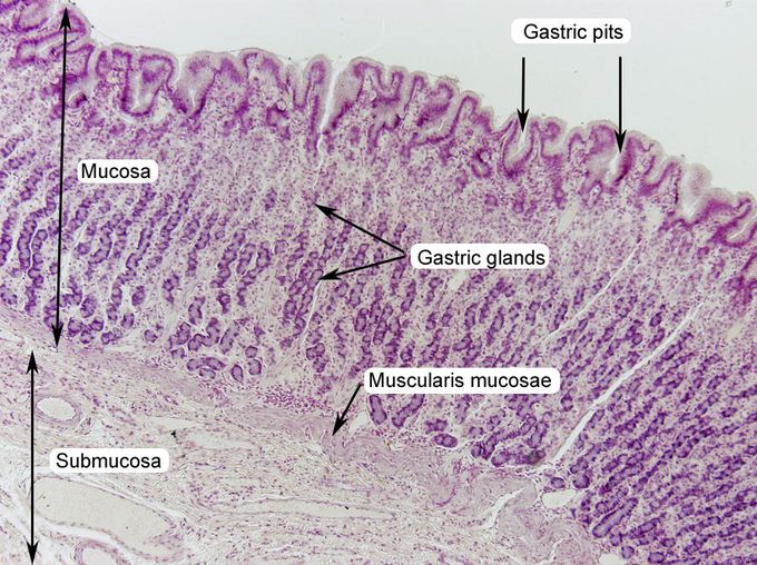 Histology of stomach - MEDizzy