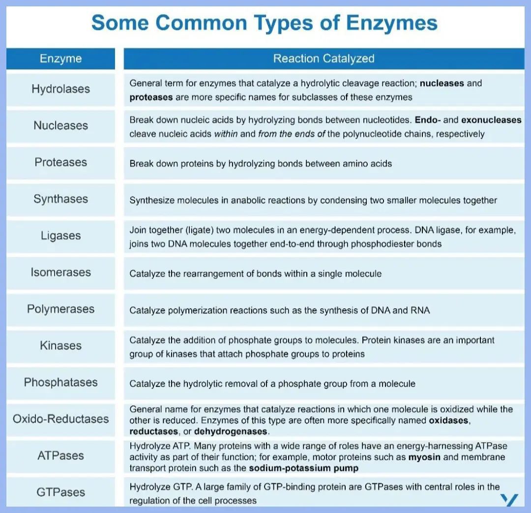 Types of Enzymes - MEDizzy