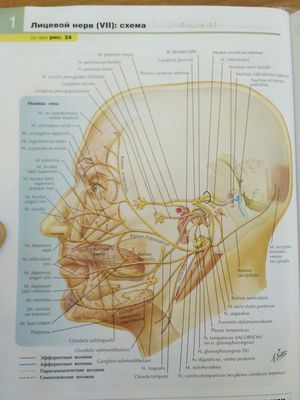 Nervus facialis - MEDizzy