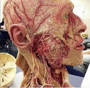Major arteries of the face! - MEDizzy