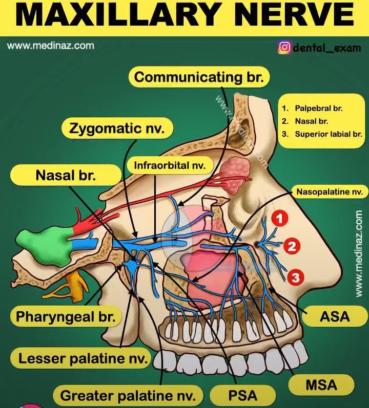 Maxillary Nerve - MEDizzy