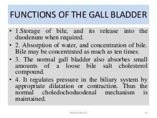 Functions of Gall bladder - MEDizzy