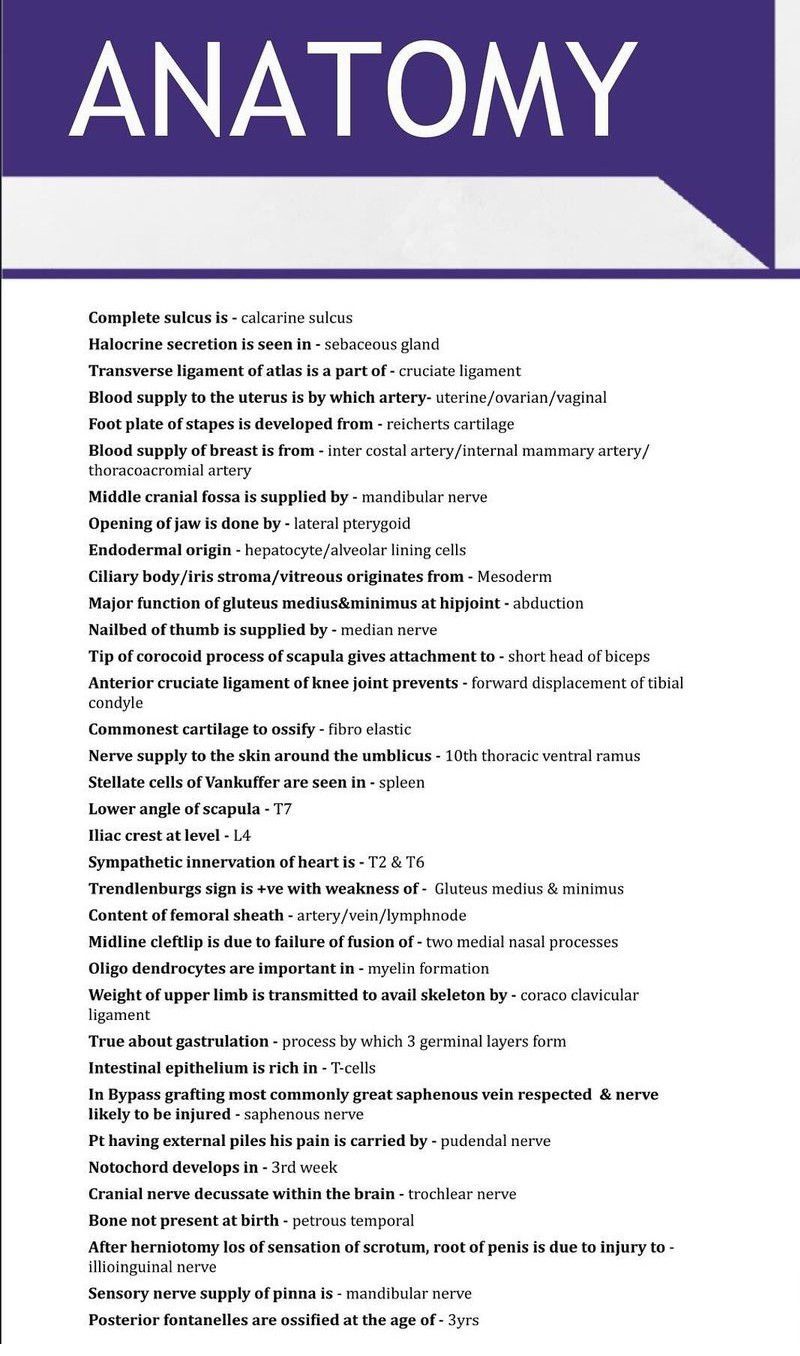 Anatomy IV - MEDizzy