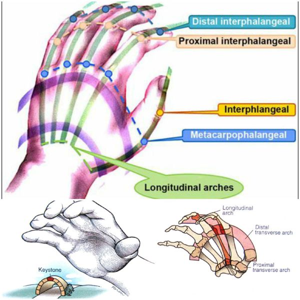 Transverse Arch In Hand