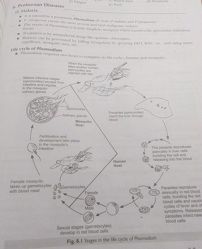 Malaria parasite life cycle - MEDizzy