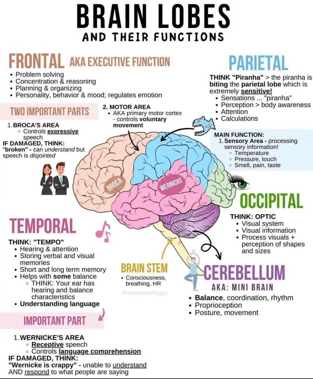 Brain Lobes And Functions
