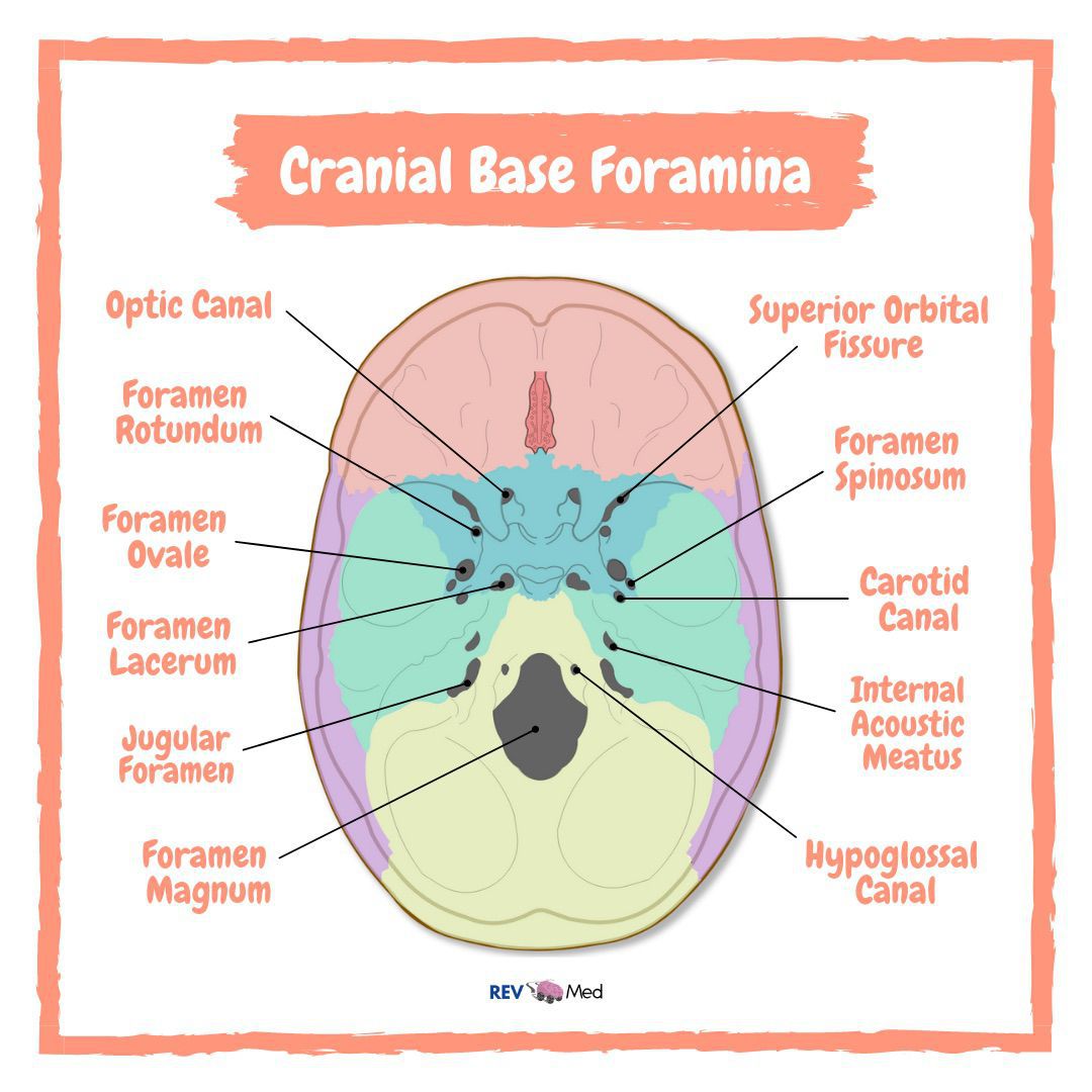 Foramen Rotundum And Ovale