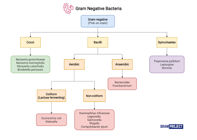Gram Negative Bacteria - MEDizzy