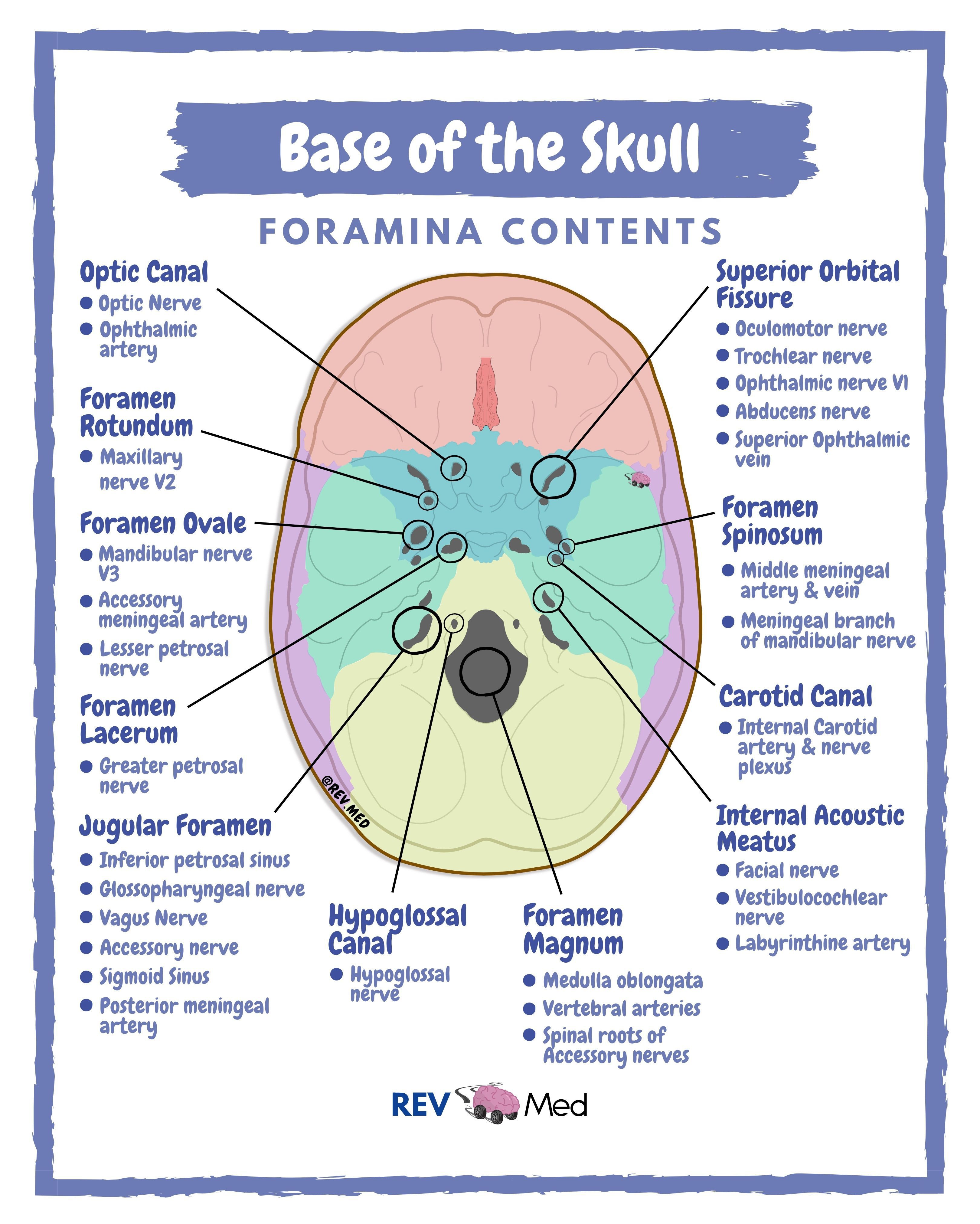The Skull Foramina Content Anatomy MEDizzy