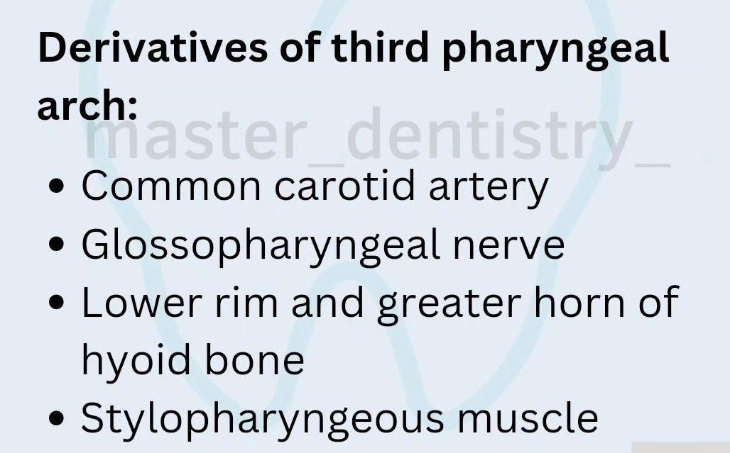 Third Pharyngeal Arch - MEDizzy