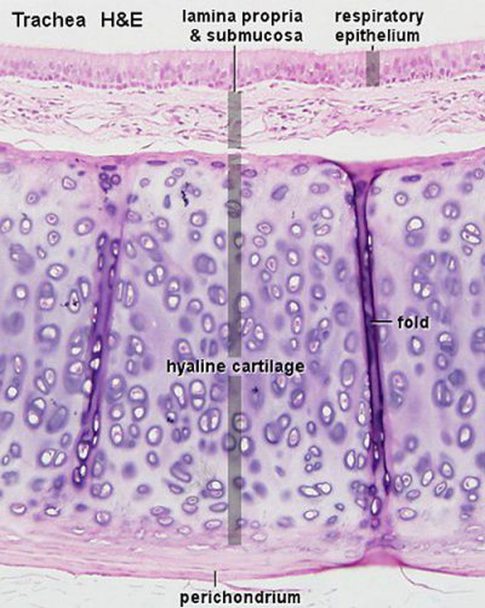 Trachea Histology