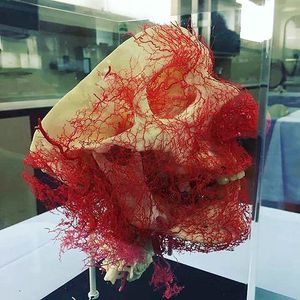 Facial circulation - MEDizzy