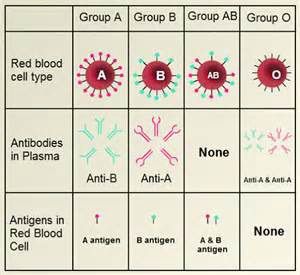 Blood groups anigen are surface markers on the red blood - MEDizzy