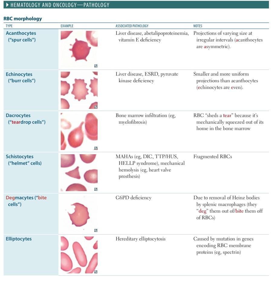 Red Blood Cells Morphology MEDizzy