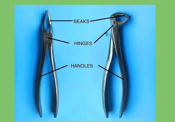 Dental Forceps - MEDizzy