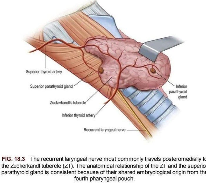 General surgery - MEDizzy