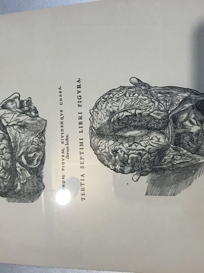 Anatomy museum - MEDizzy